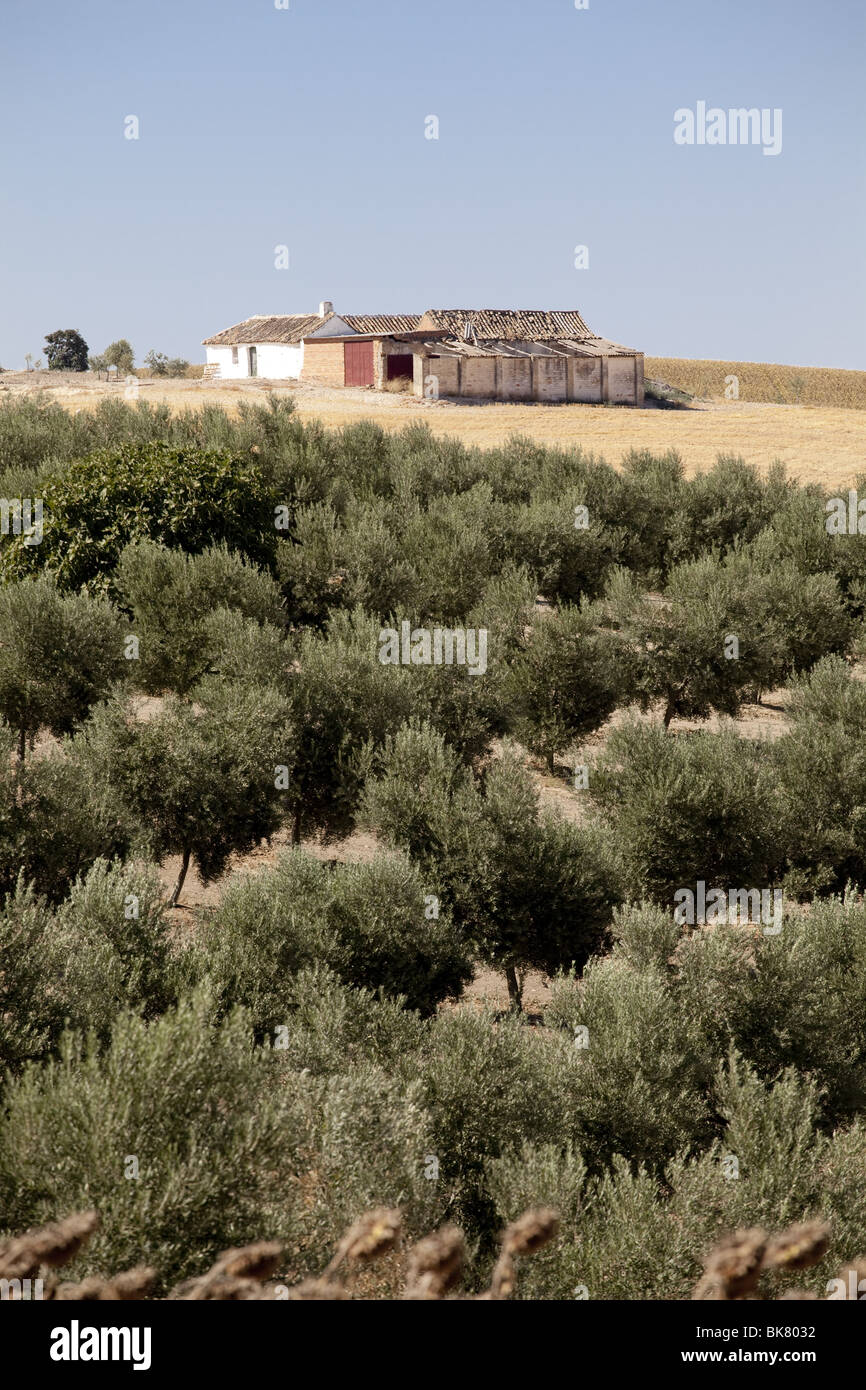Cordoba agriculture hi-res stock photography and images - Alamy