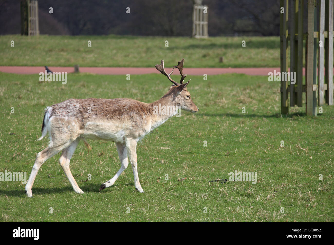 Red and Fallow Deer in London's Richmond Park on a Spring Afternoon ...