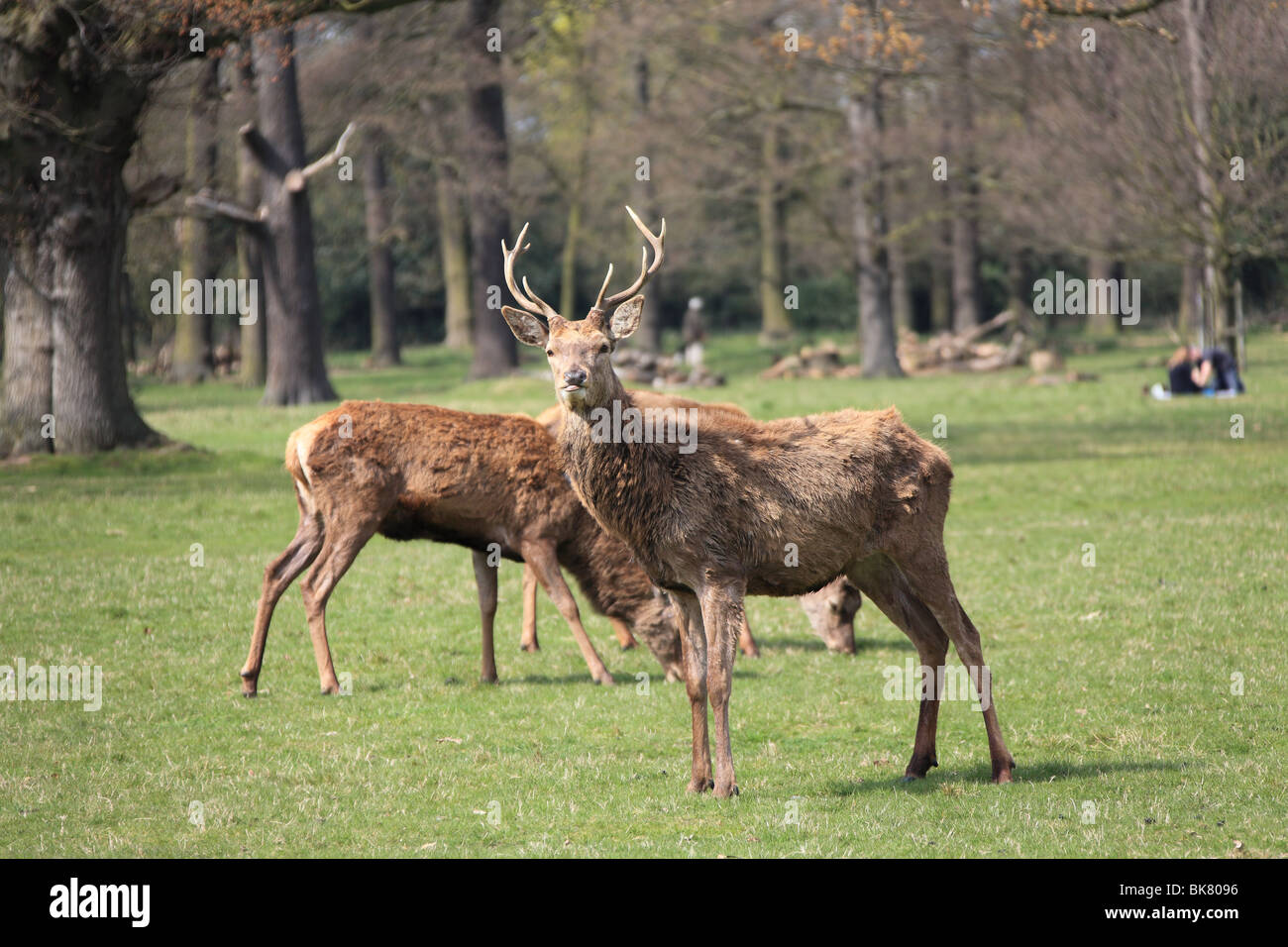 Red and Fallow Deer in London's Richmond Park on a Spring Afternoon ...