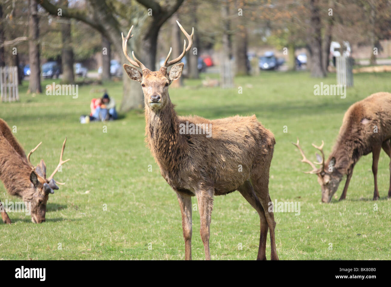 Red and Fallow Deer in London's Richmond Park on a Spring Afternoon ...