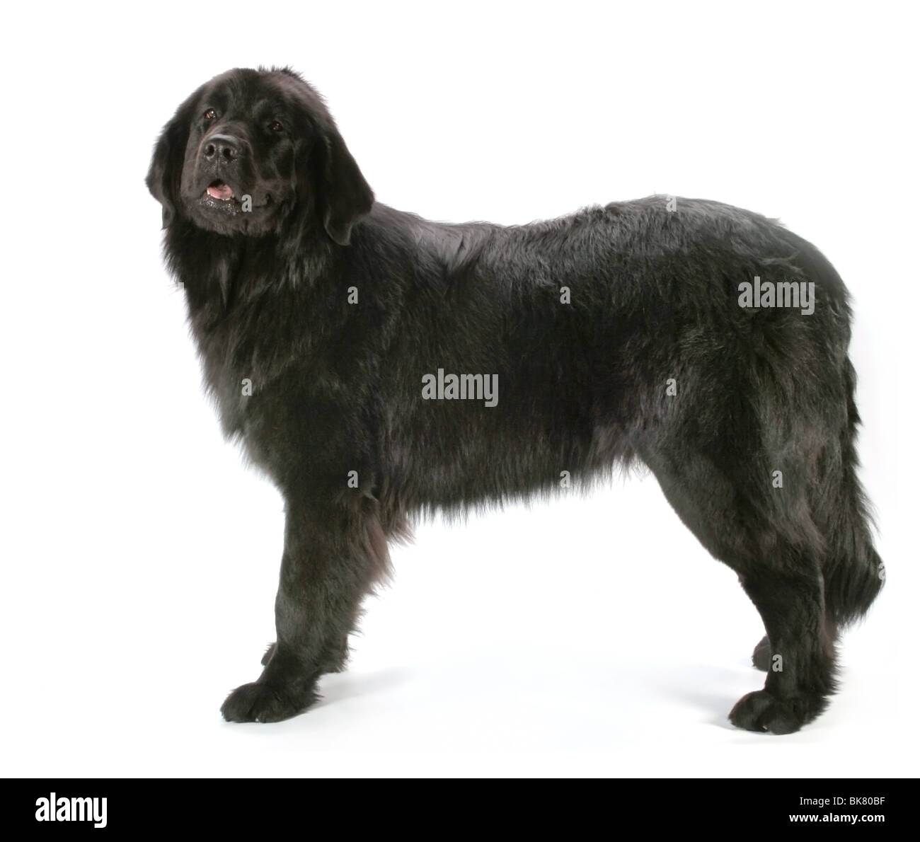 Newfoundland dog Cut Out Stock Images & Pictures - Alamy