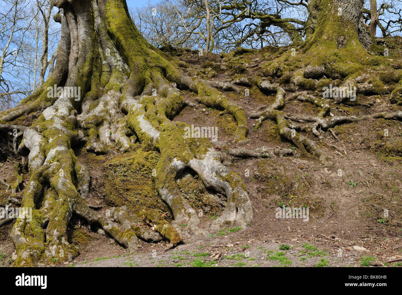 Beech Tree Roots Carmarthenshire Wales cymru UK GB Stock Photo - Alamy