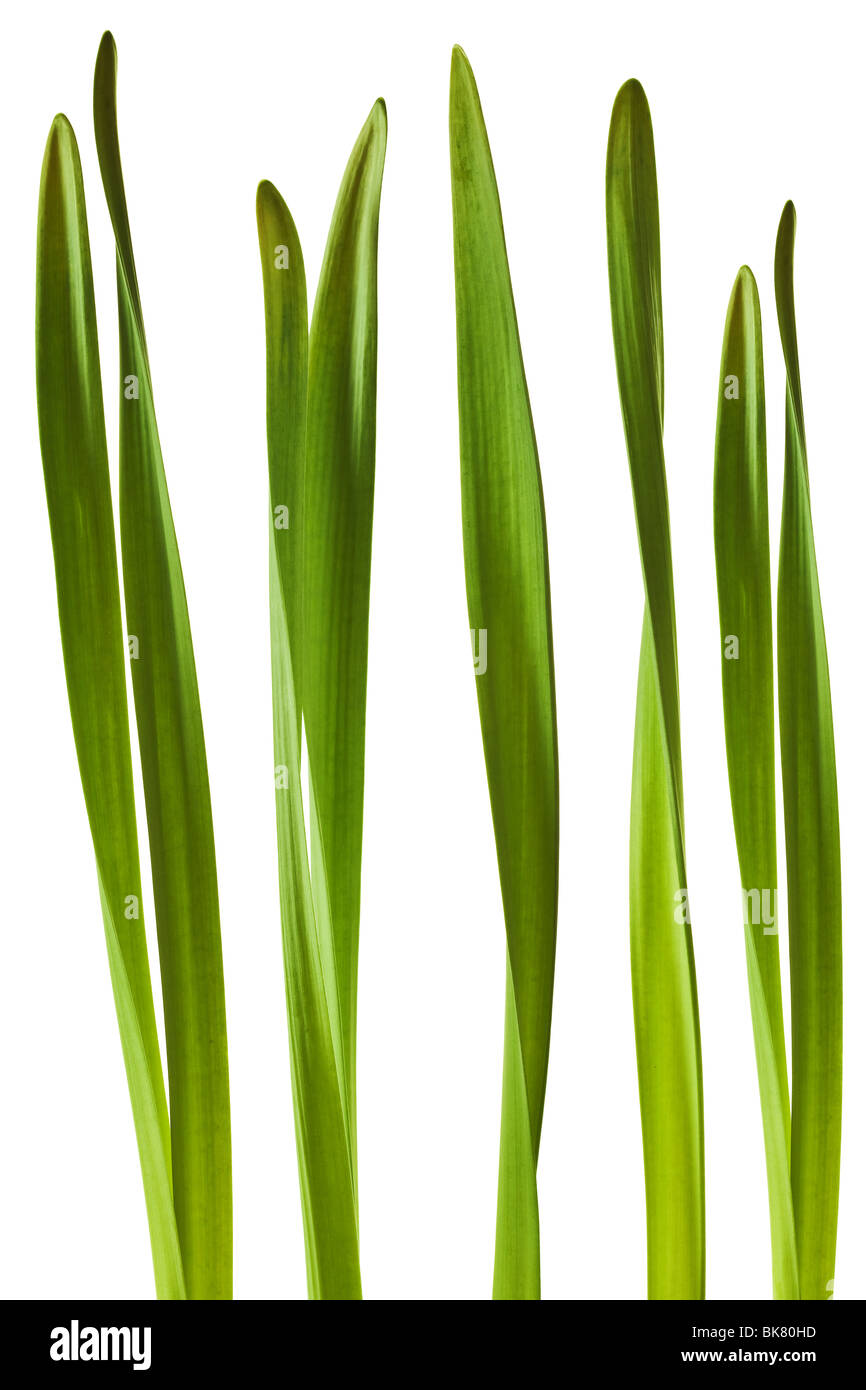 Spring Daffodil Leaf Isolated on White Background Stock Photo - Alamy