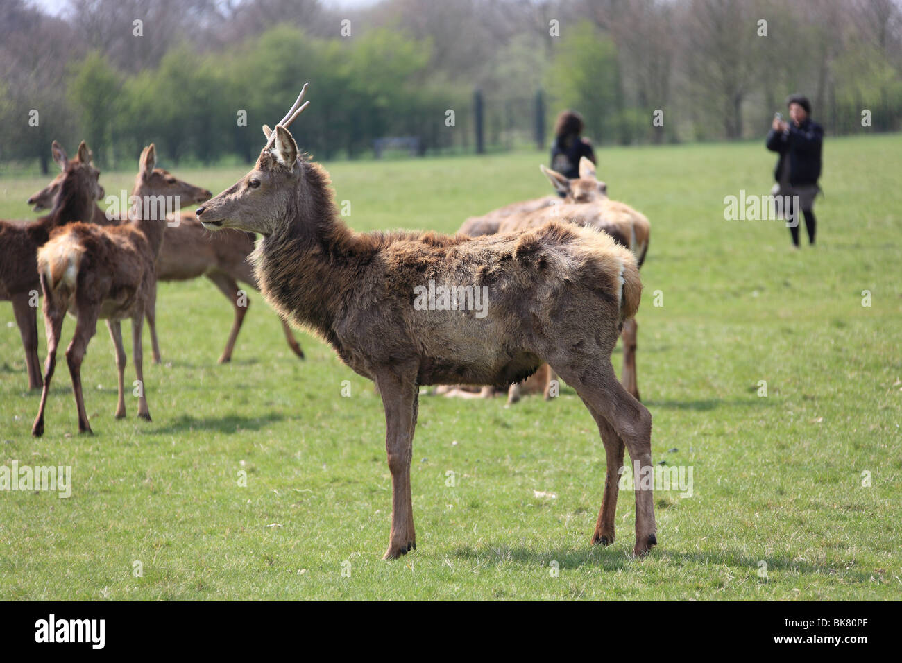 Red and Fallow Deer in London's Richmond Park on a Spring Afternoon ...