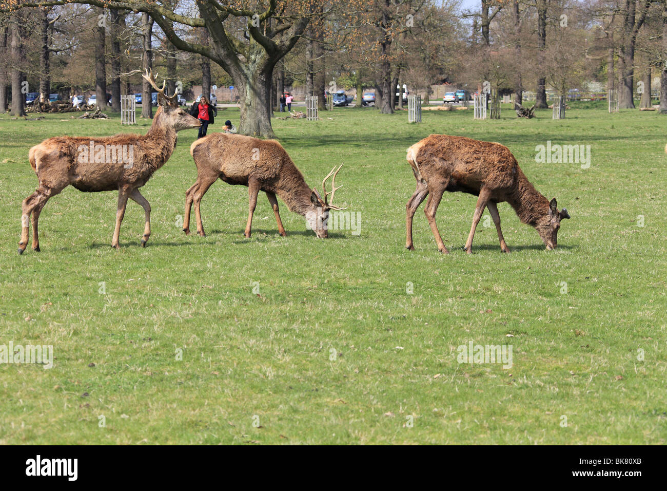 Red and Fallow Deer in London's Richmond Park on a Spring Afternoon ...