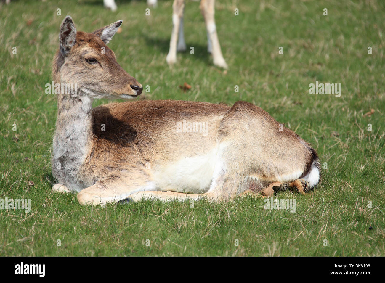 Red and Fallow Deer in London's Richmond Park on a Spring Afternoon ...