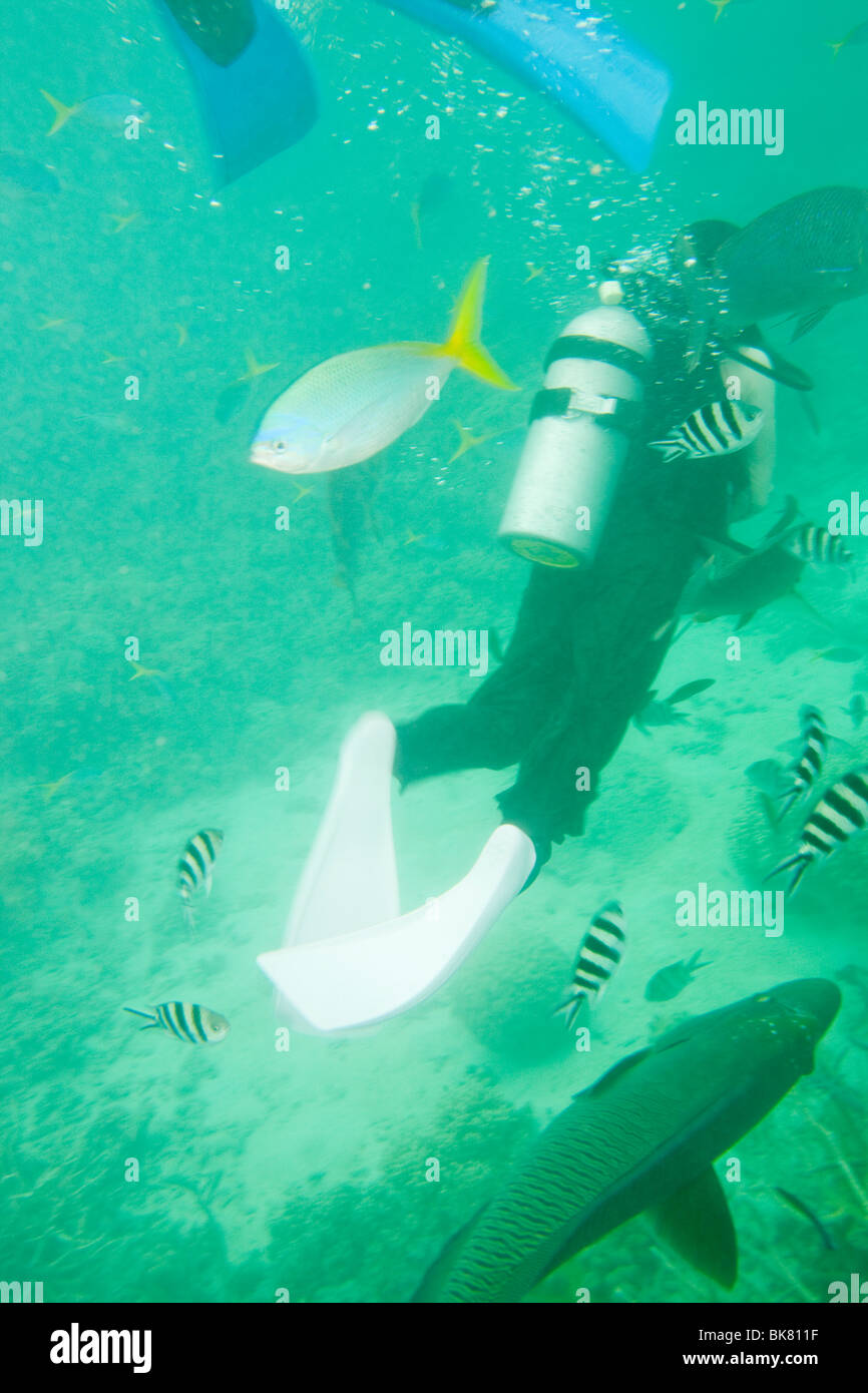 Grouper fish great barrier reef hi-res stock photography and images - Alamy
