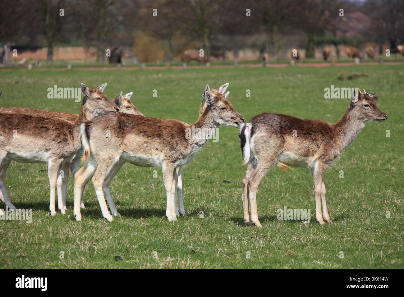 Red and Fallow Deer in London's Richmond Park on a Spring Afternoon ...