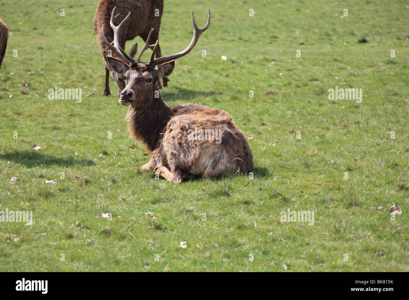 Red and Fallow Deer in London's Richmond Park on a Spring Afternoon ...