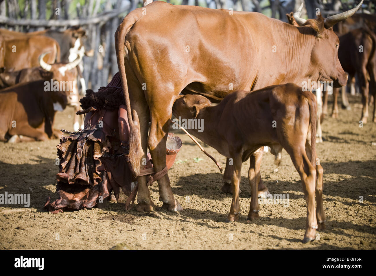 Young woman milking cow hi-res stock photography and images - Alamy