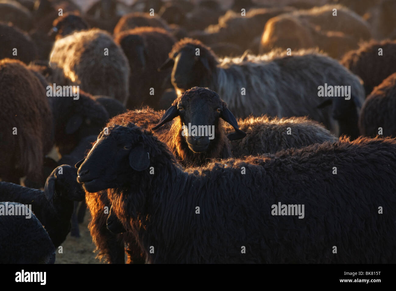 Sheep, Sinclair Farm, near Helmeringhausen, Namibia Stock Photo - Alamy