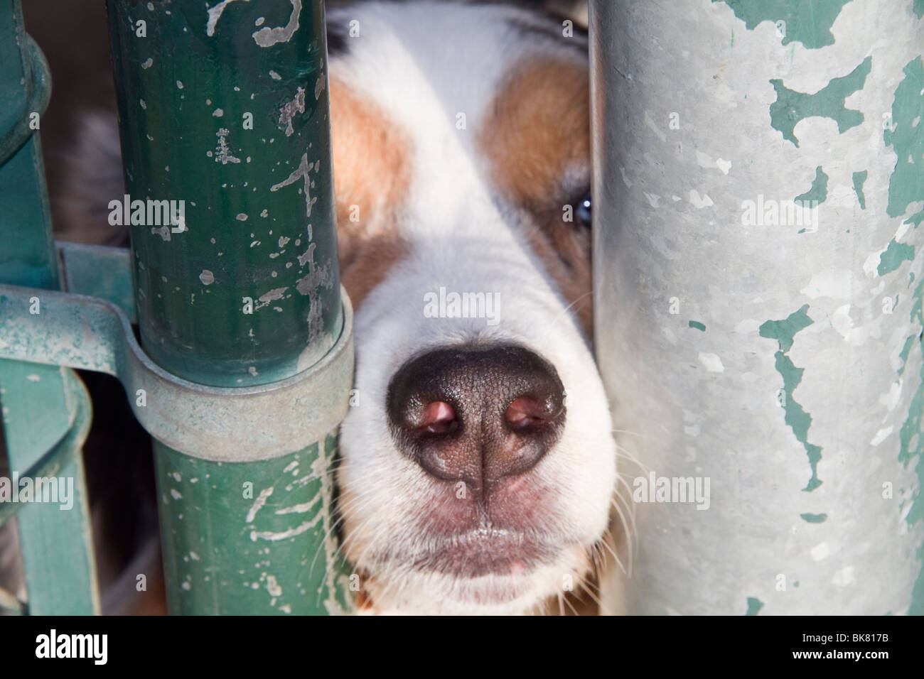 Australian Shepherd Dog Nose at Gate Stock Photo - Alamy