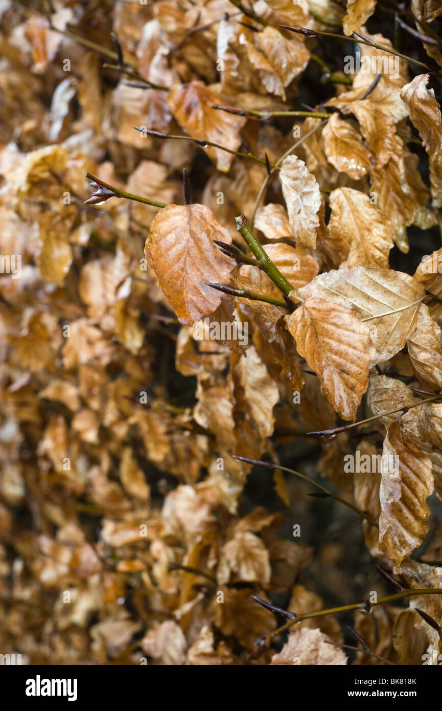 Copper Beach Hedge Stock Photo - Alamy