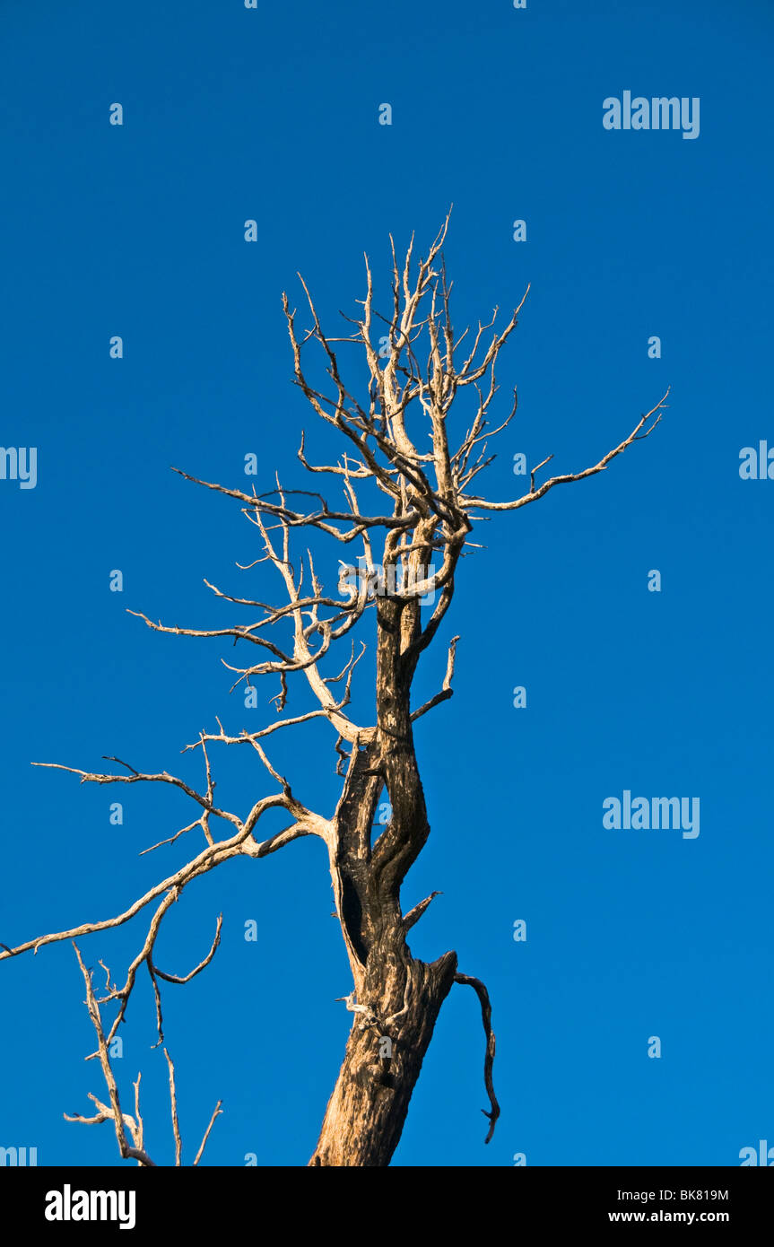 Dead branch cut out hi-res stock photography and images - Alamy
