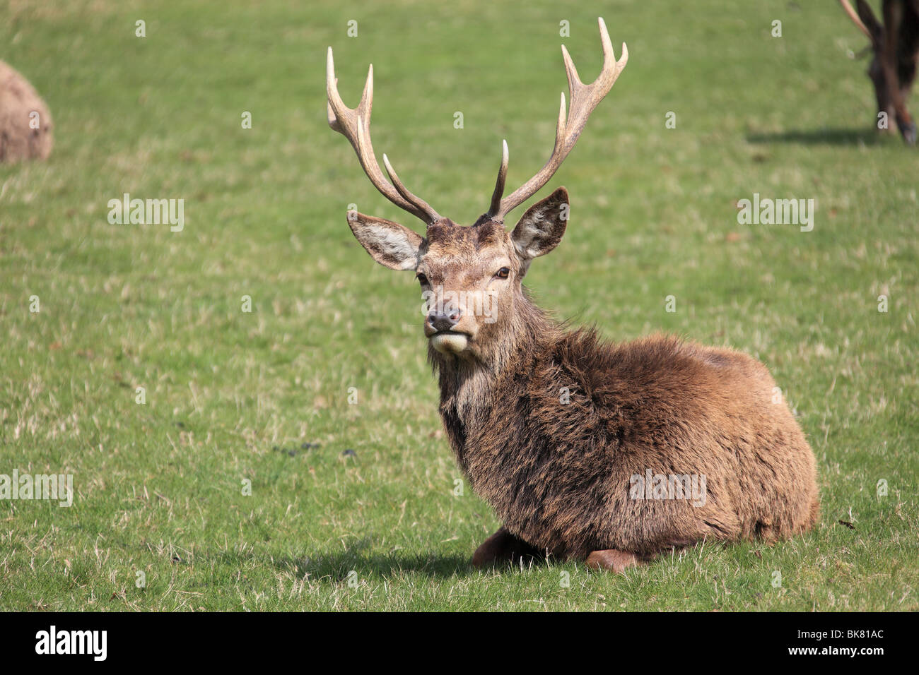 Red and Fallow Deer in London's Richmond Park on a Spring Afternoon ...