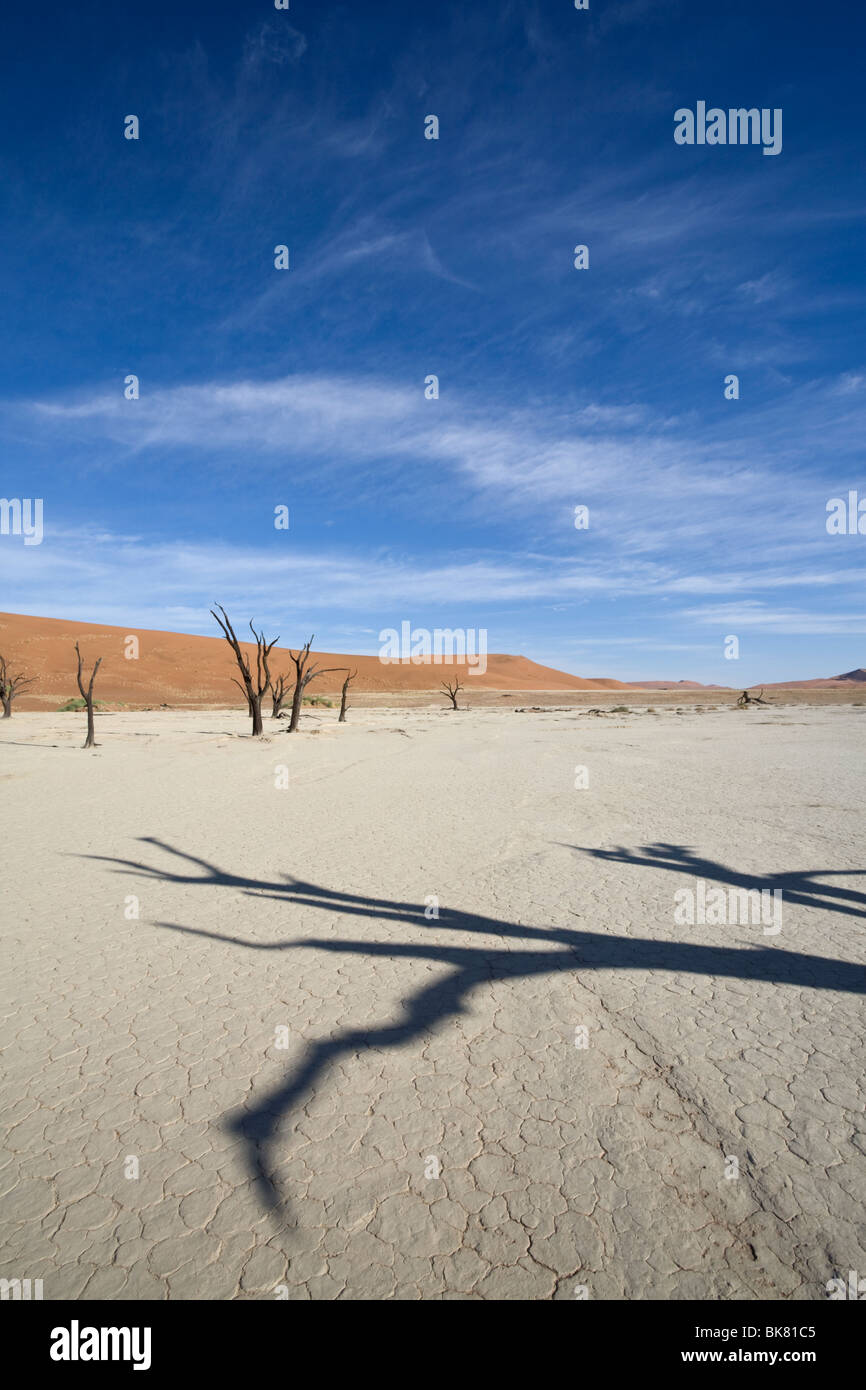 Namib desert dead tree shadow hi-res stock photography and images - Alamy