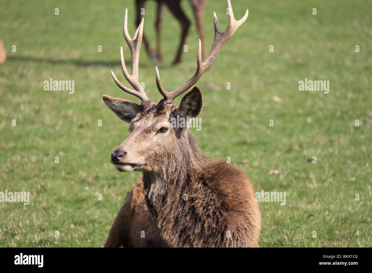 Red and Fallow Deer in London's Richmond Park on a Spring Afternoon ...