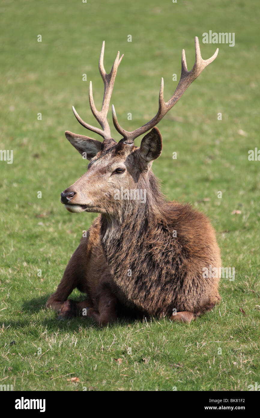 Red and Fallow Deer in London's Richmond Park on a Spring Afternoon ...