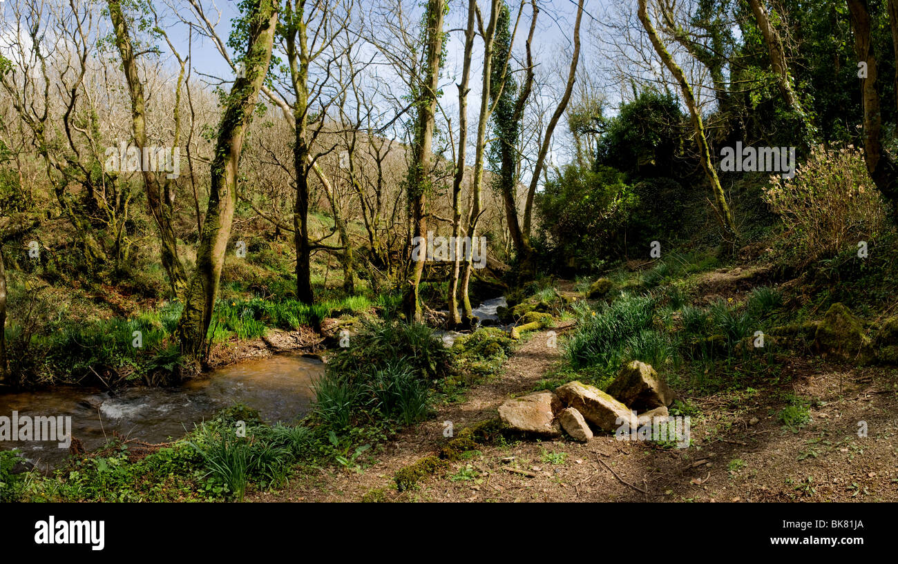A panoramic view of the river running through Lamorna Valley in ...