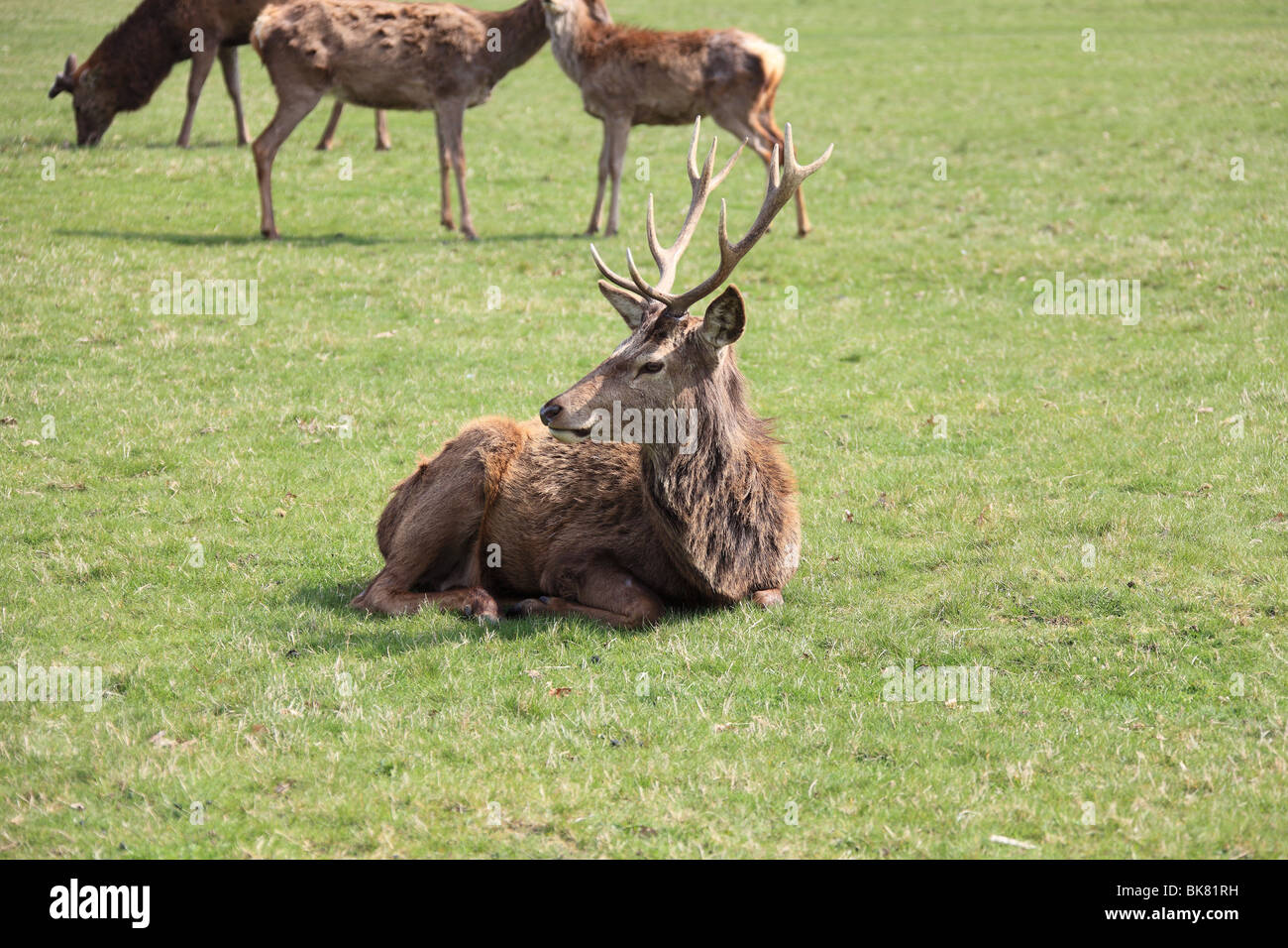 Red and Fallow Deer in London's Richmond Park on a Spring Afternoon ...