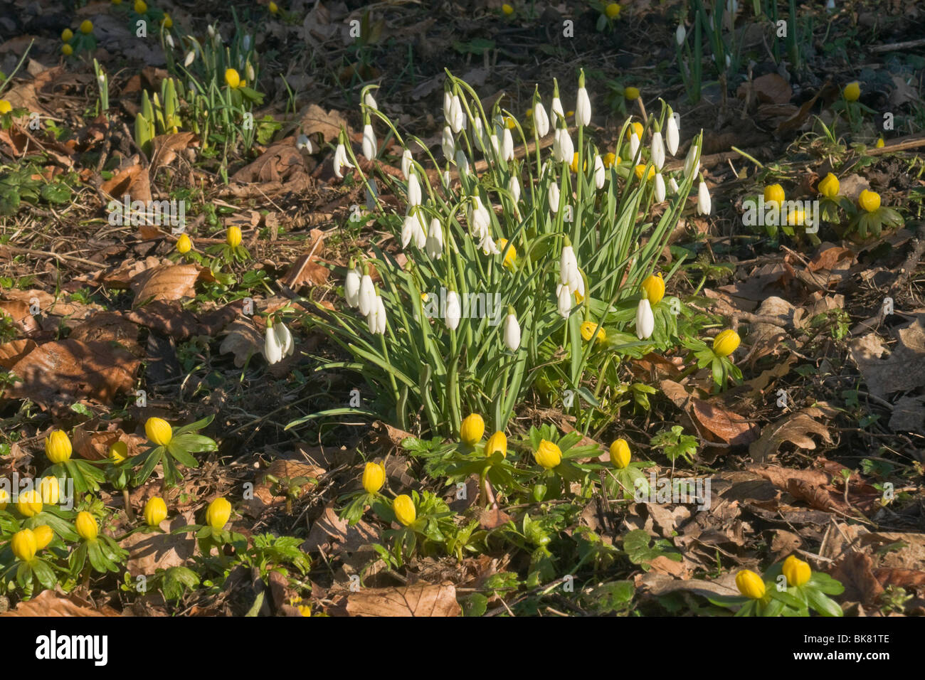 snowdrops and winter aconites Stock Photo - Alamy