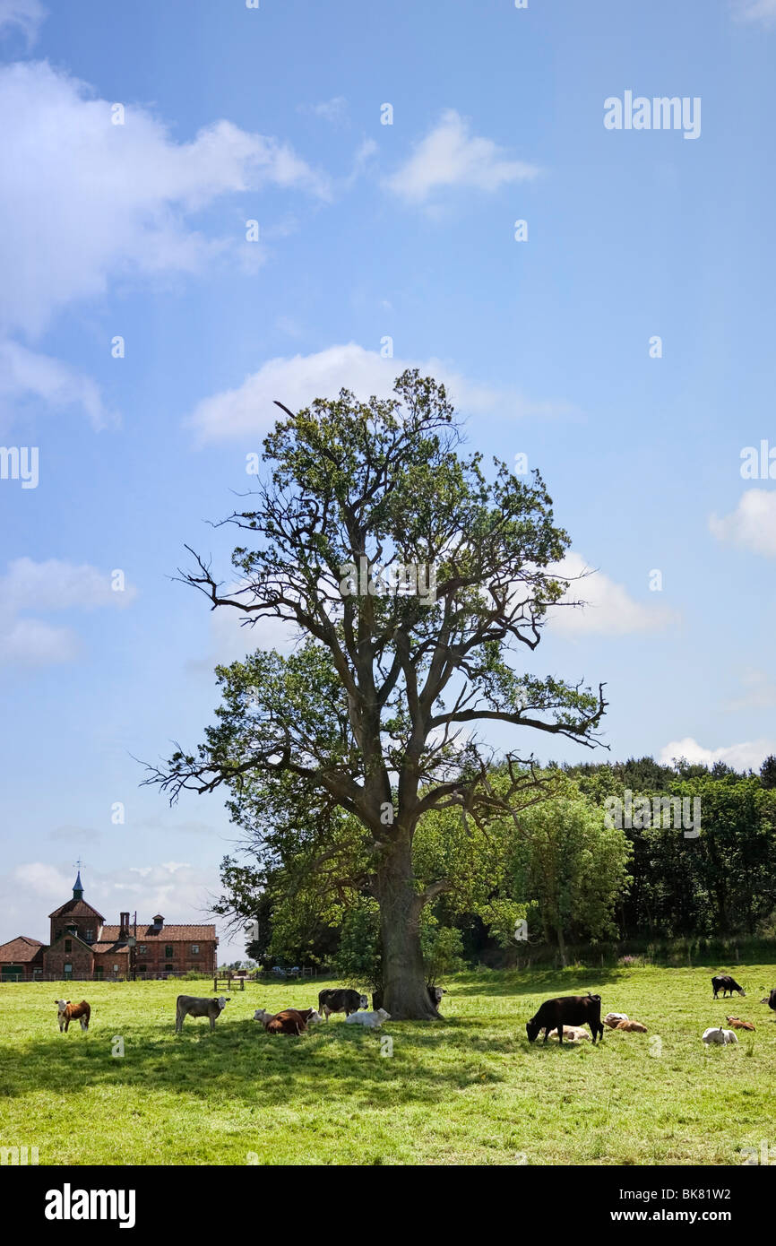 Cows lying under trees hi-res stock photography and images - Alamy