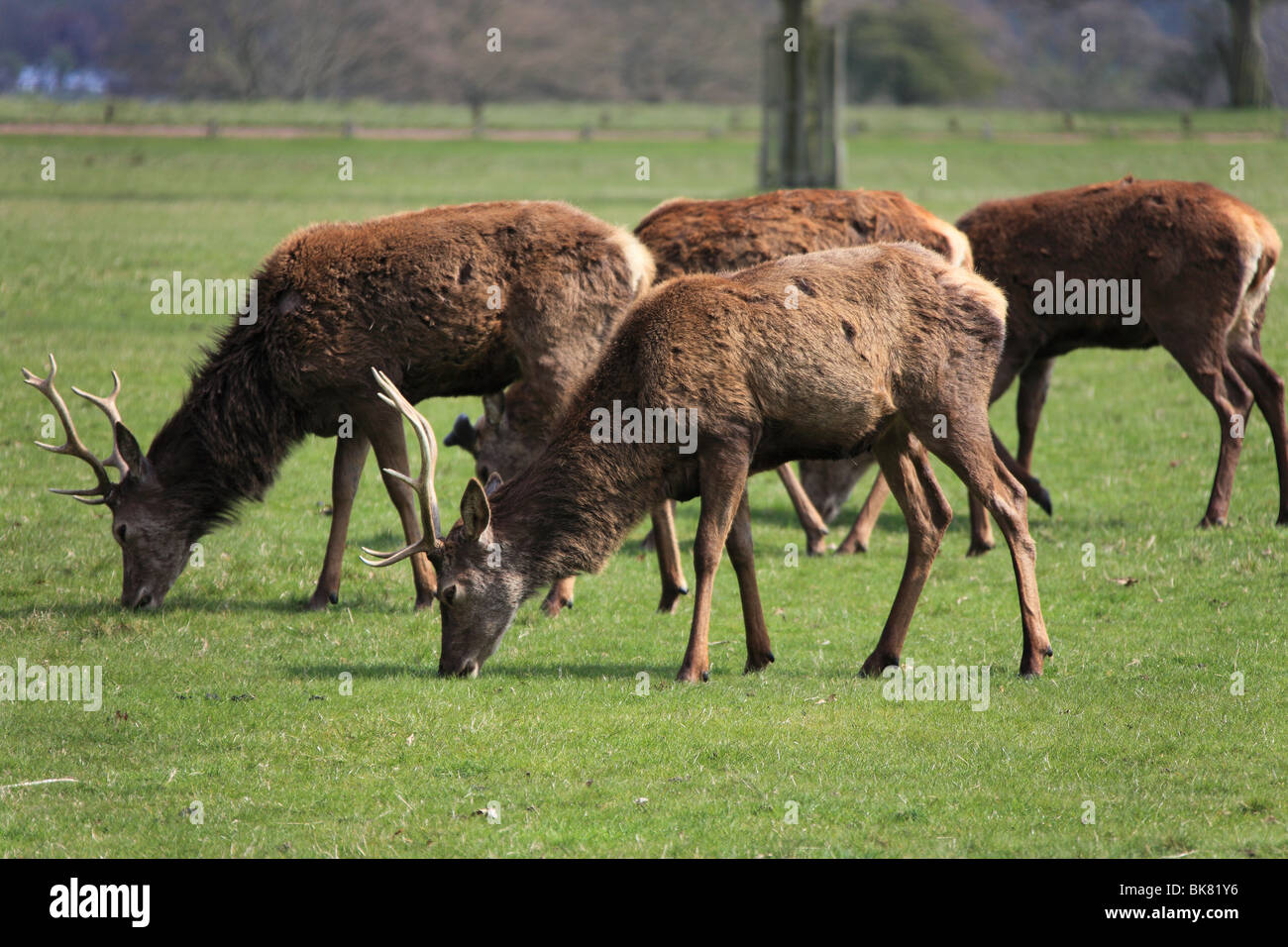 Robin hood and deer hi-res stock photography and images - Alamy