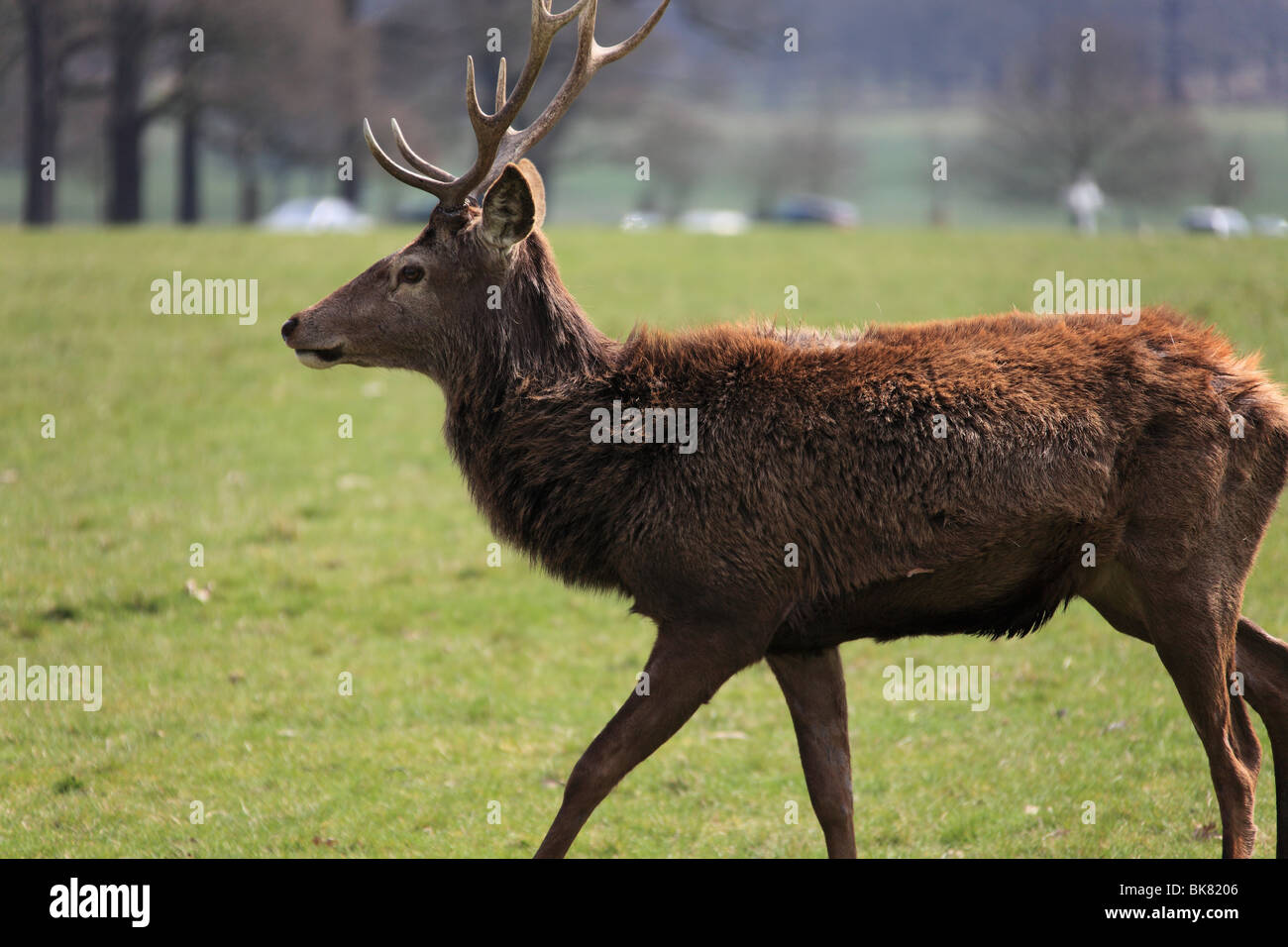 Red and Fallow Deer in London's Richmond Park on a Spring Afternoon ...