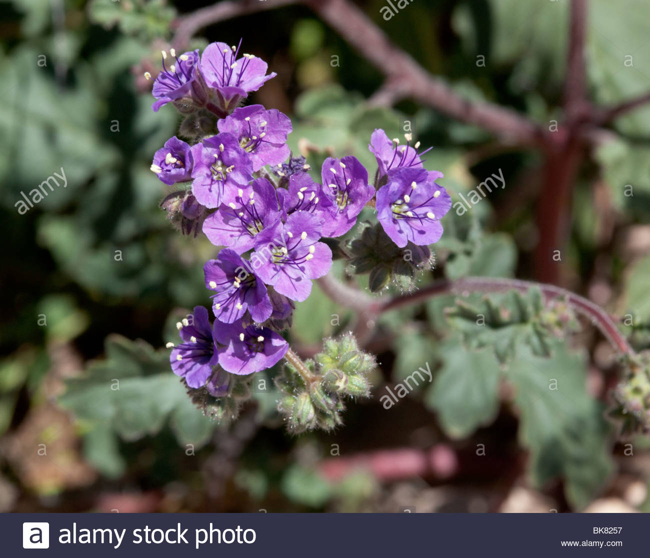 Purple Heliotrope Stock Photos & Purple Heliotrope Stock Images - Alamy