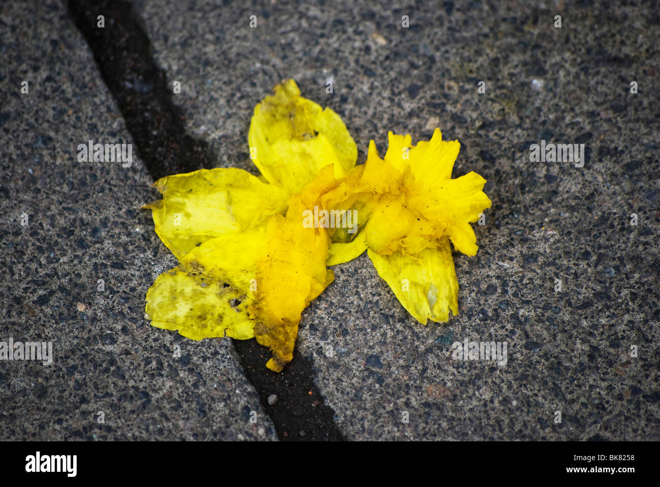 Squashed head hi-res stock photography and images - Alamy