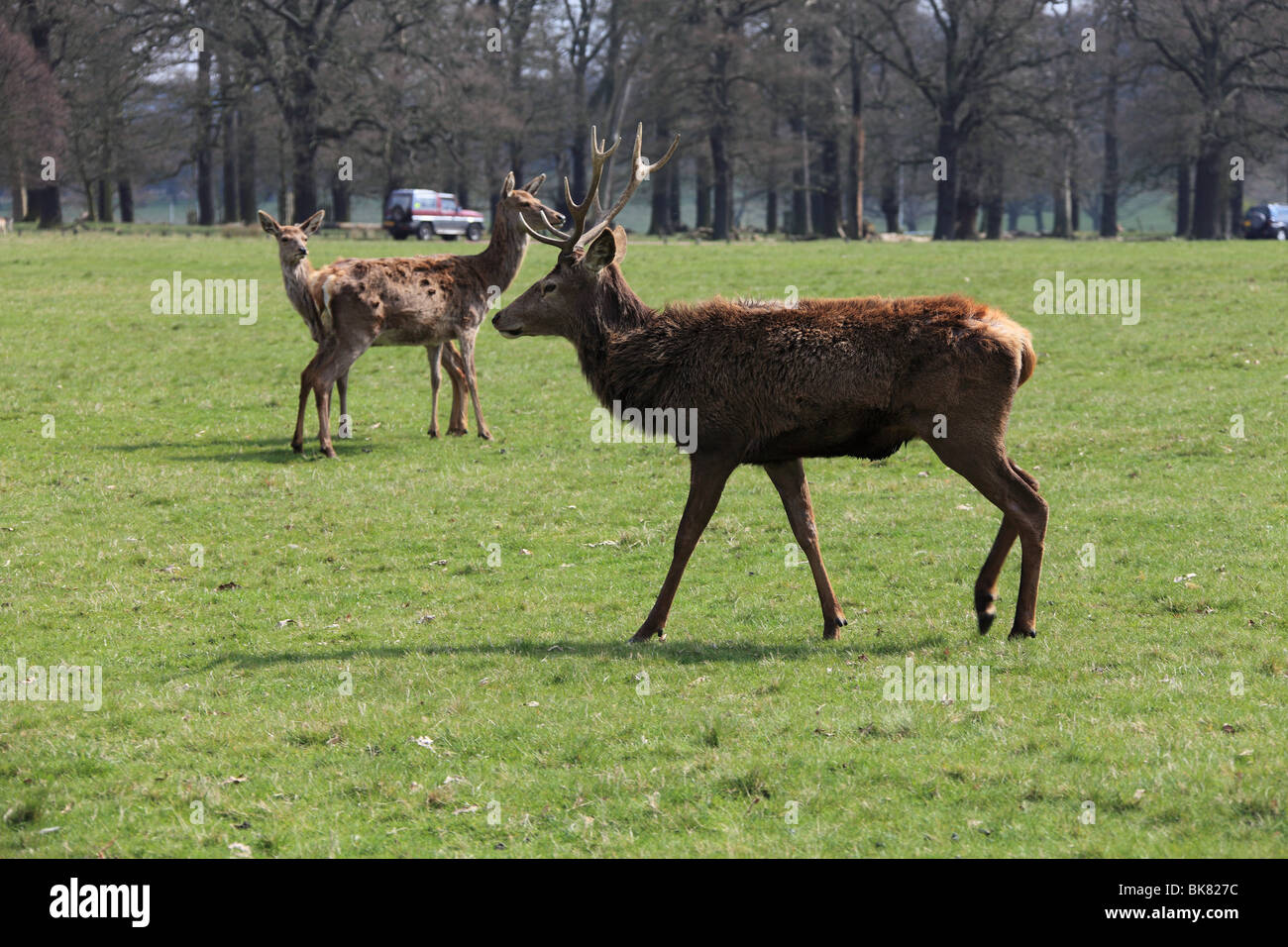 Red and Fallow Deer in London's Richmond Park on a Spring Afternoon ...