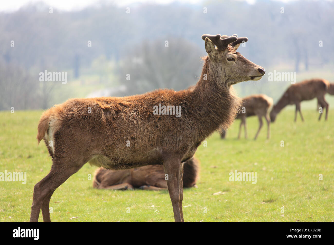 Red and Fallow Deer in London's Richmond Park on a Spring Afternoon ...