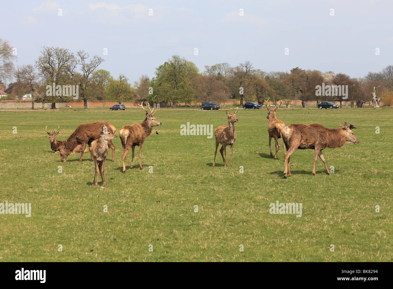 Red and Fallow Deer in London's Richmond Park on a Spring Afternoon ...