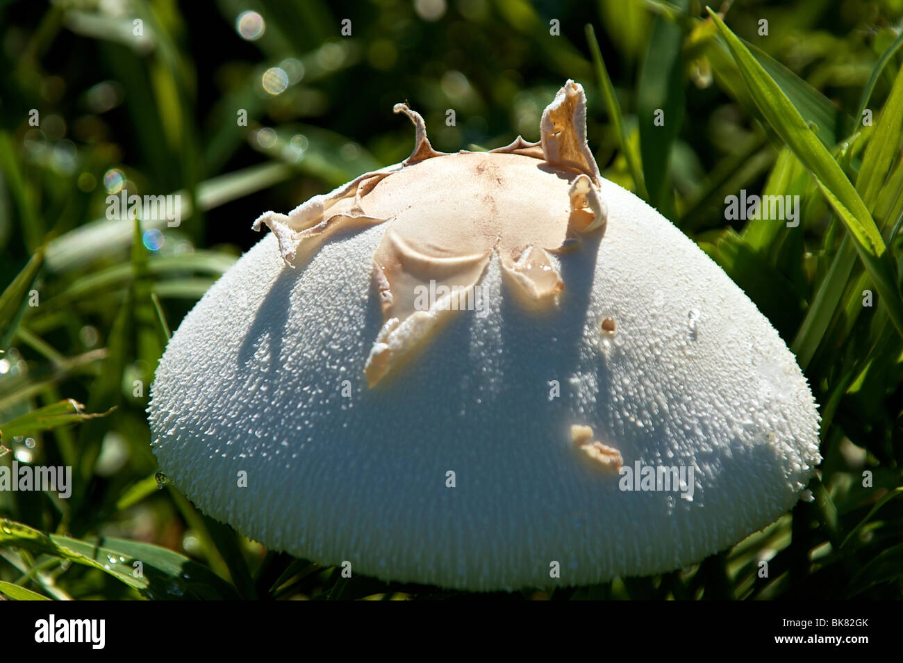 Open Cap Mushroom High Resolution Stock Photography and Images - Alamy
