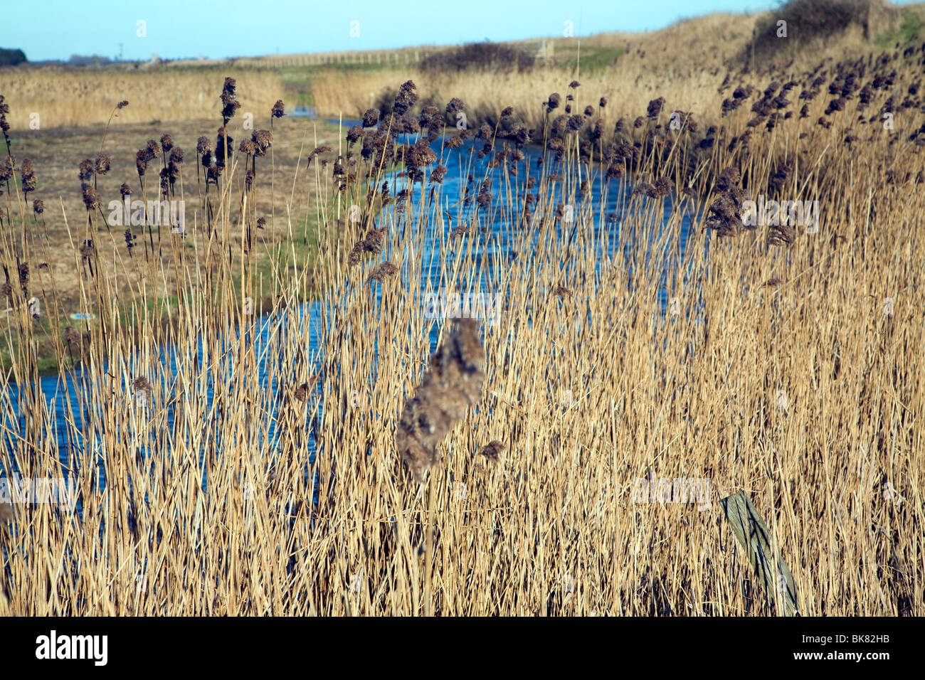 Hollesley Marshes High Resolution Stock Photography and Images - Alamy