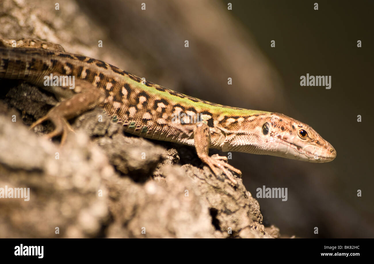Male sand lizard Tuscany Italy Stock Photo - Alamy
