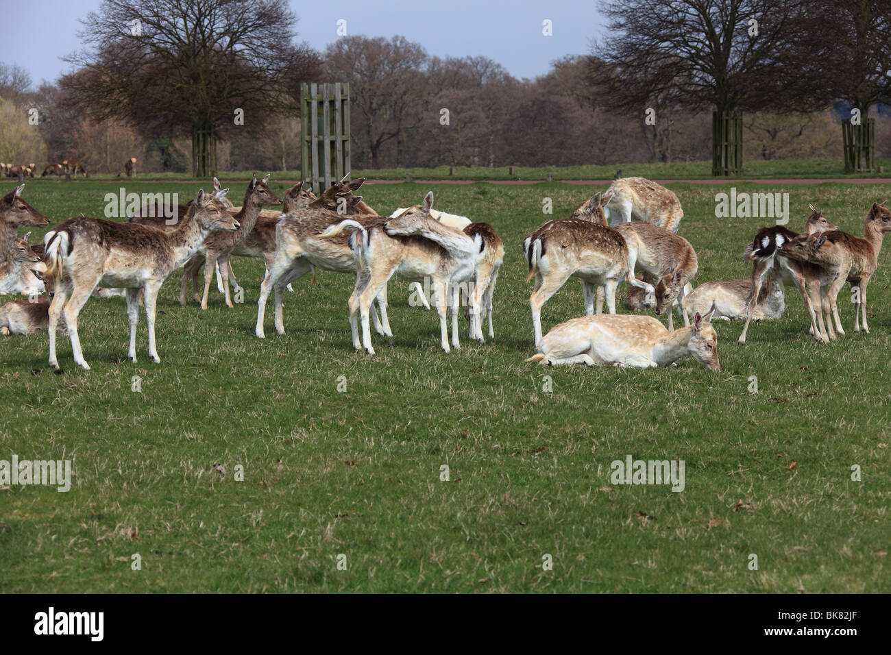 Red and Fallow Deer in London's Richmond Park on a Spring Afternoon ...