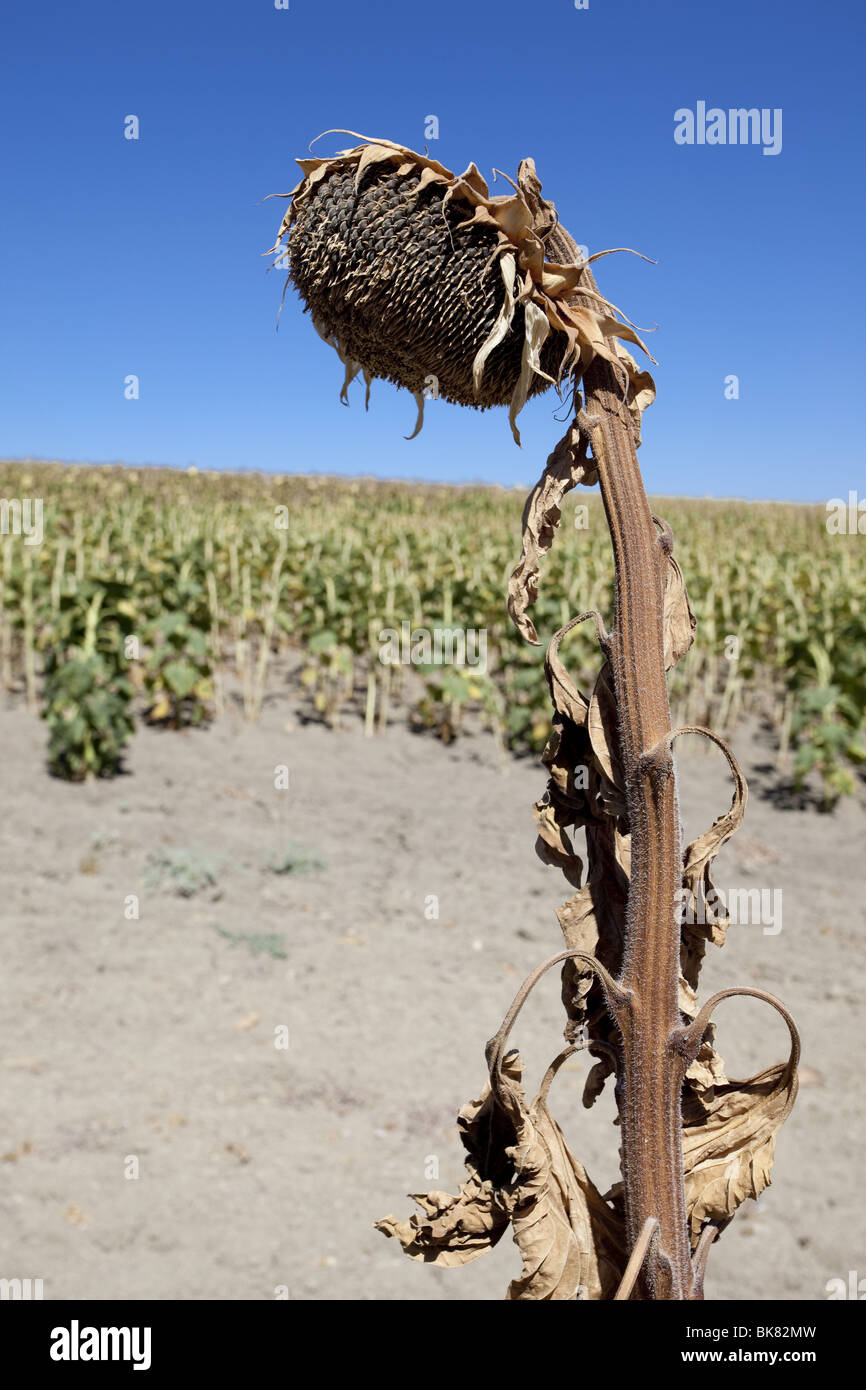 Dead sunflower hi-res stock photography and images - Alamy