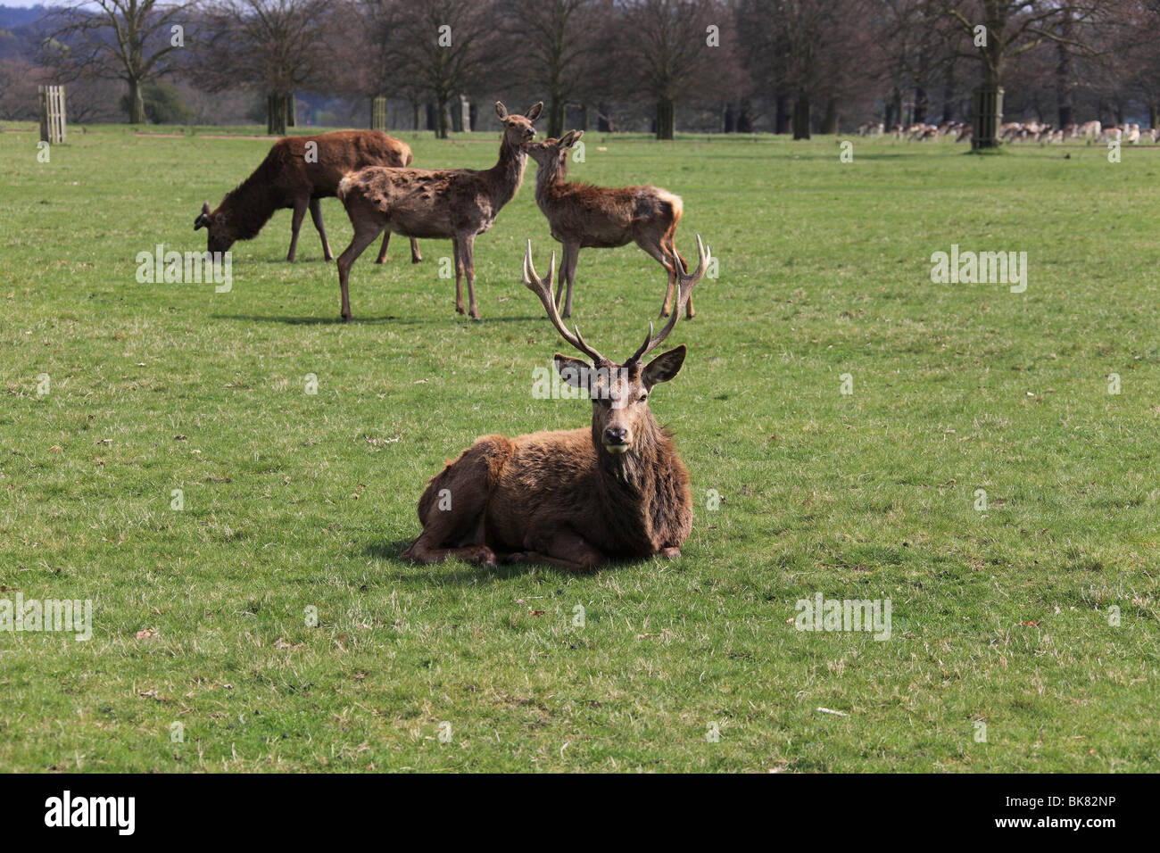 Red and Fallow Deer in London's Richmond Park on a Spring Afternoon ...