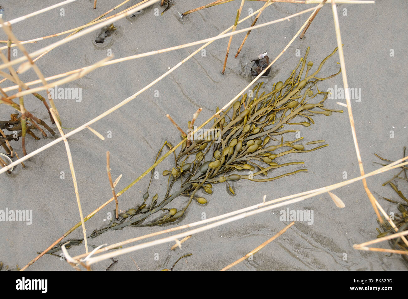 Tang seaweed hi-res stock photography and images - Alamy