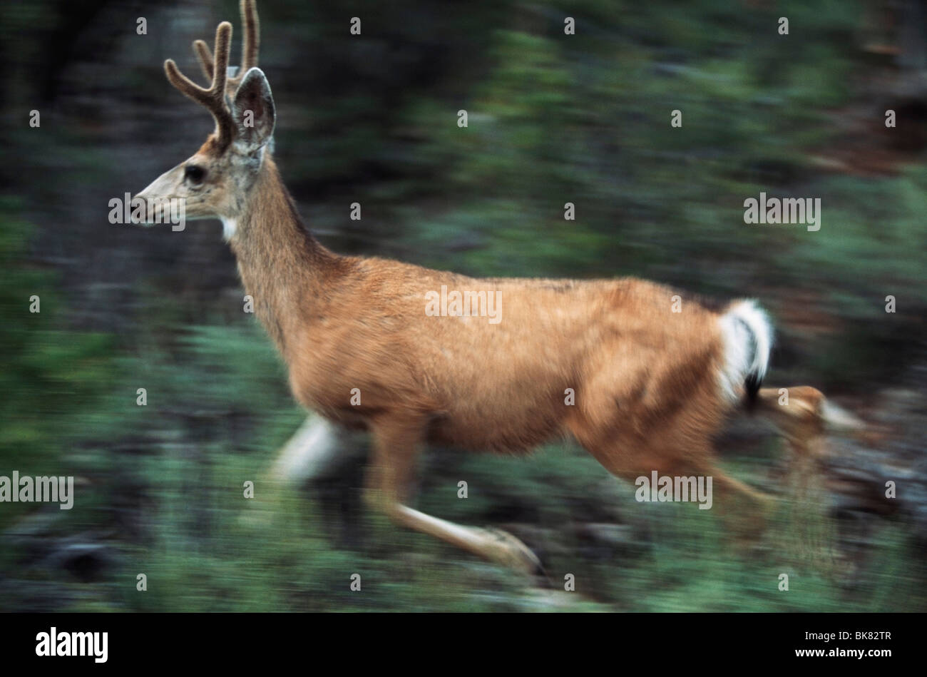 Young Mule Deer Buck Running, Grand Canyon National Park, Arizona, Usa ...