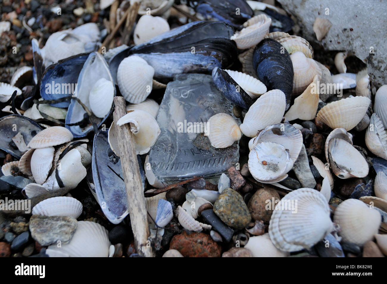 Shells on the beach Stock Photo - Alamy