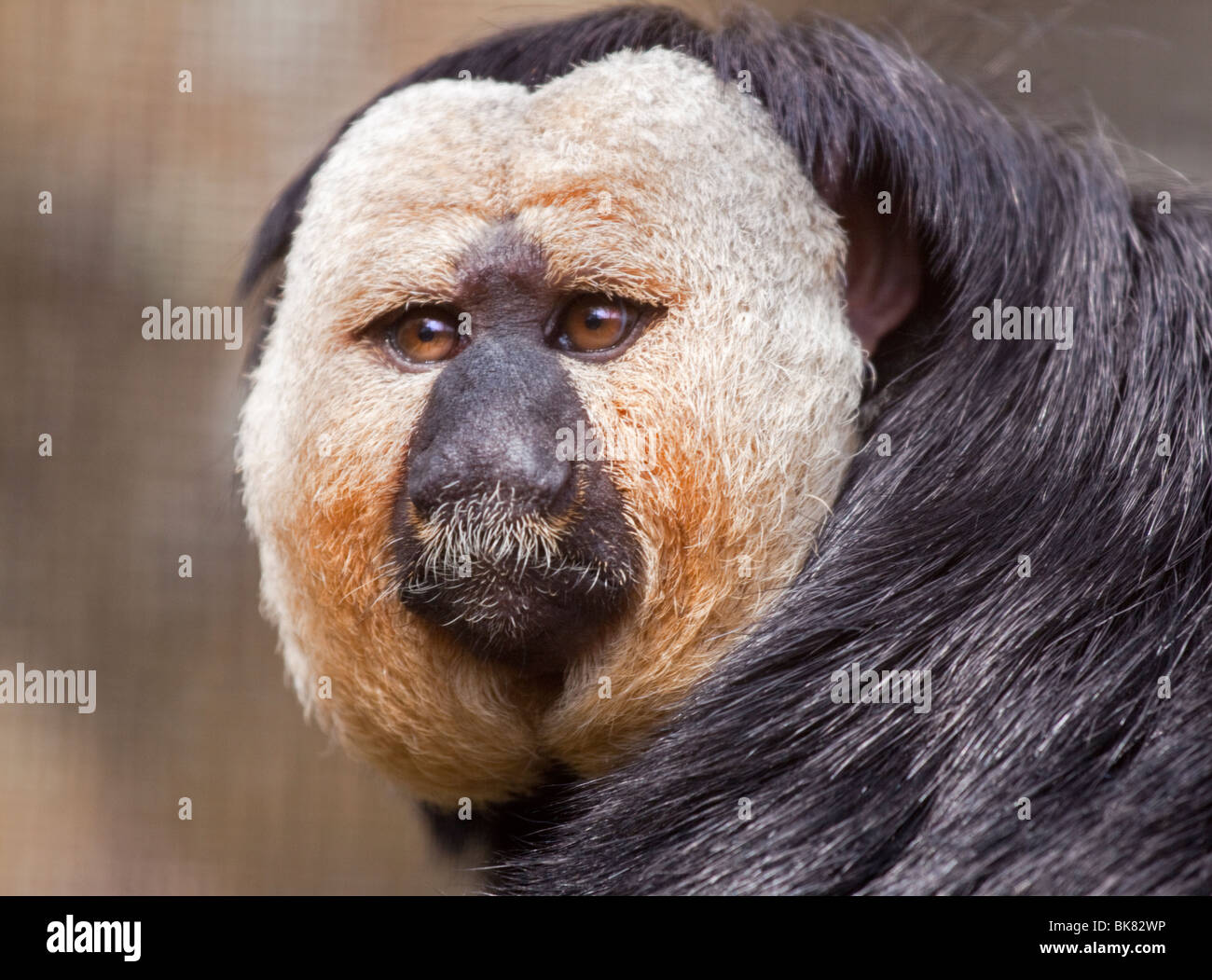 White faced saki hi-res stock photography and images - Alamy