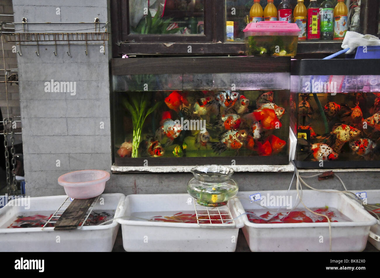 Live fish hi-res stock photography and images - Alamy