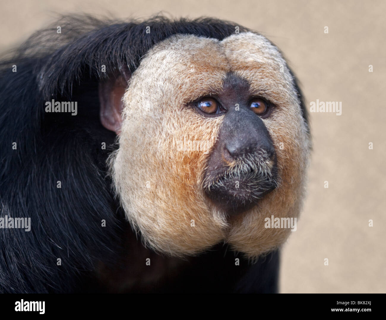 White faced monkeys hi-res stock photography and images - Alamy