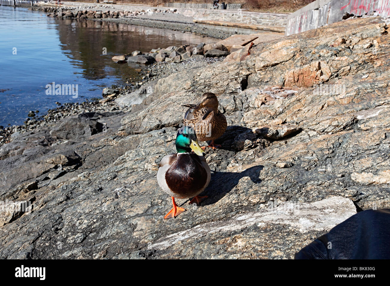 Norway ducks hi-res stock photography and images - Alamy