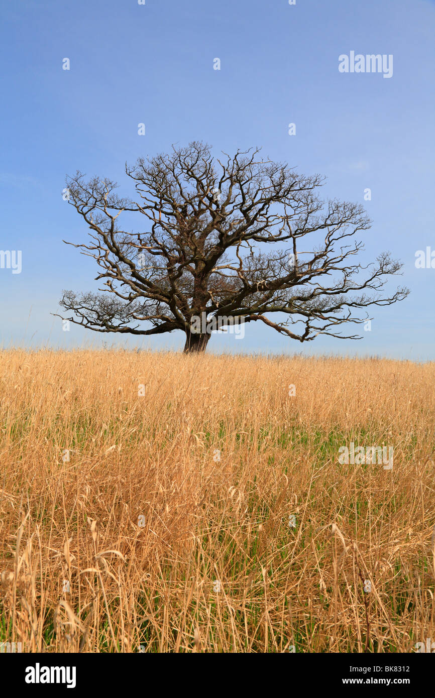 Oak tree field hi-res stock photography and images - Alamy