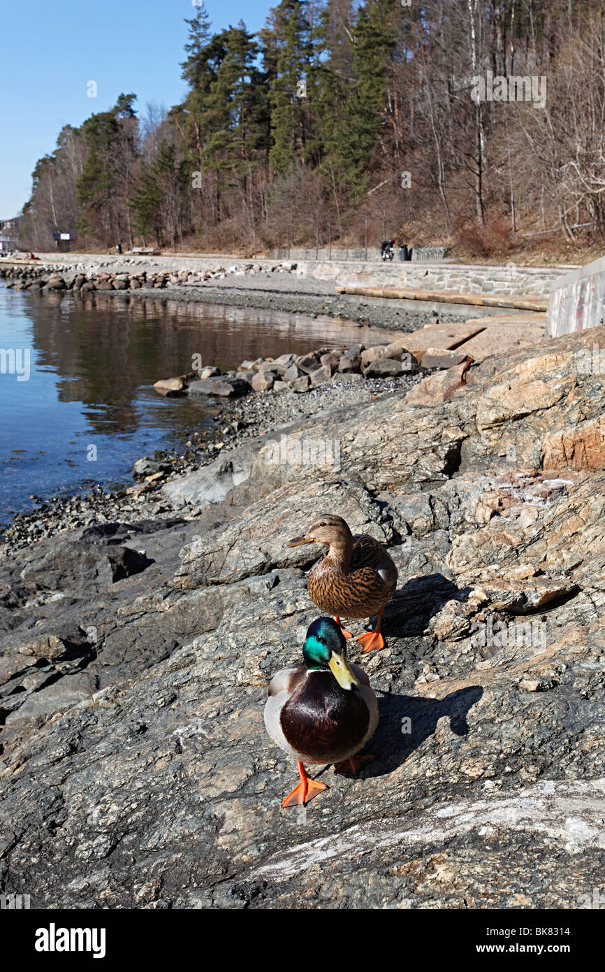 male & female ducks on a rocky beach in Oslo Norway Stock Photo - Alamy