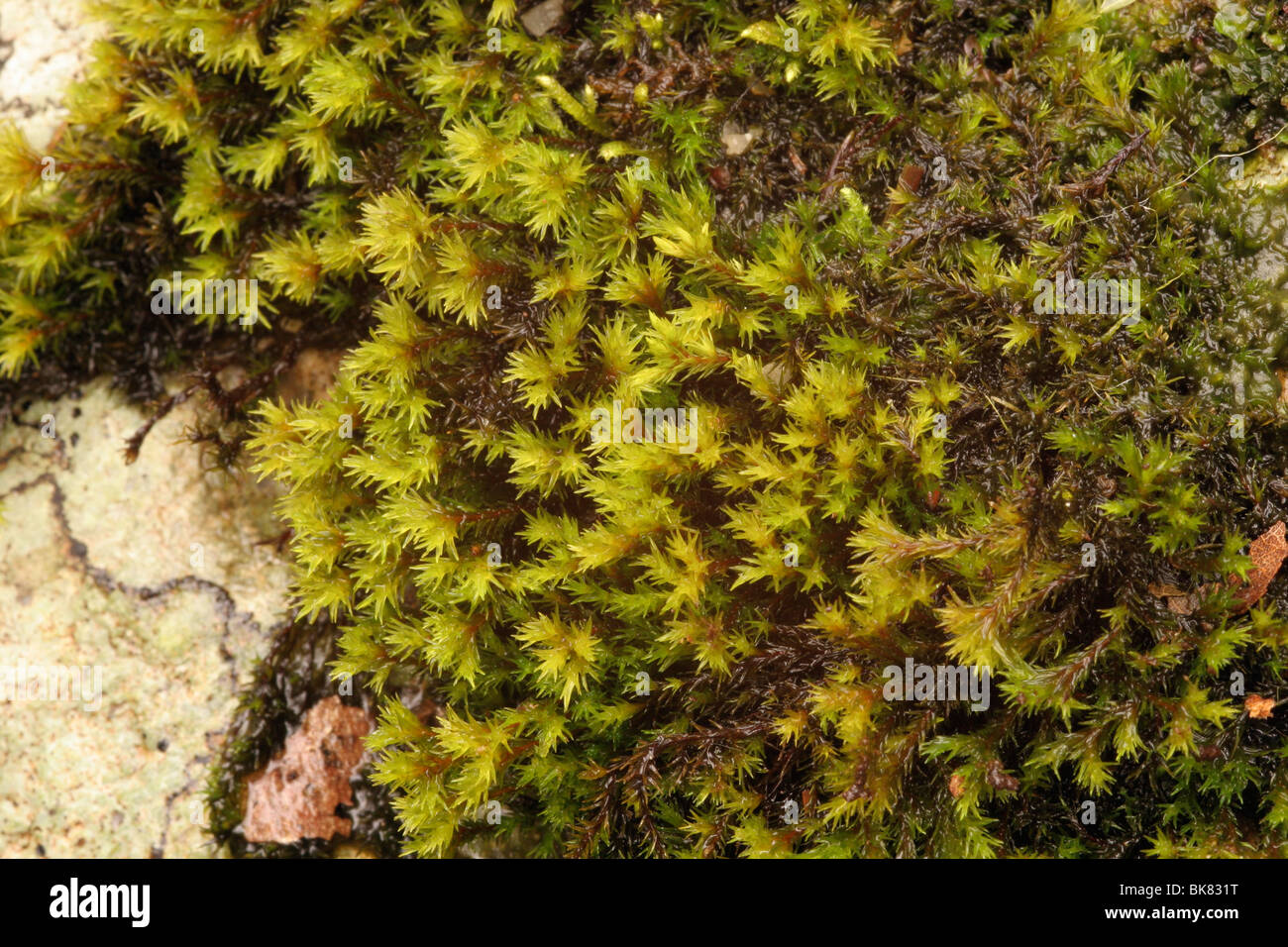 Yellow fringe moss hi-res stock photography and images - Alamy