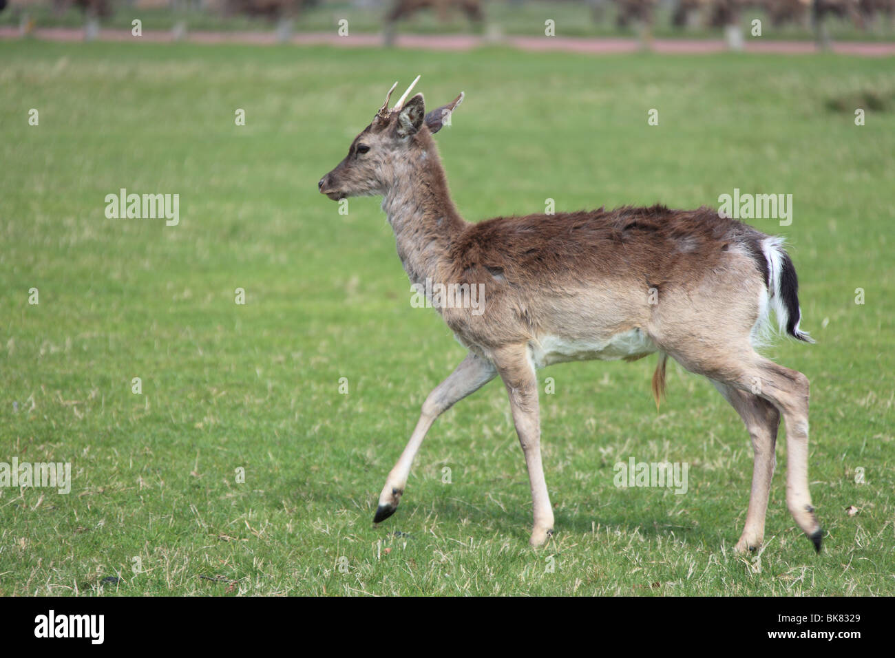 Red and Fallow Deer in London's Richmond Park on a Spring Afternoon ...